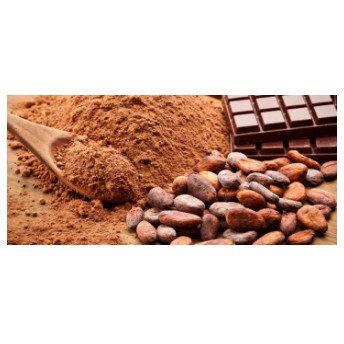 Dwarf cocoa bean tree, seeds /chocolate plant seed-Theobroma cacao ...