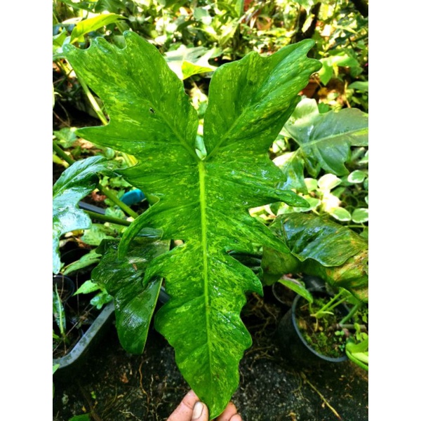 Philodendron lime fiddle ( nice variegated clone ) | Shopee Malaysia