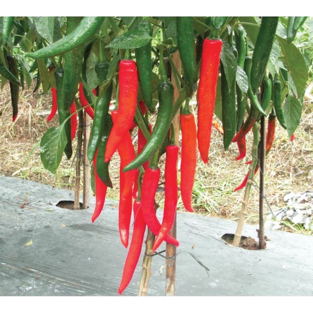 Cili Kulai @ Cili Besar Paket Hobi | Shopee Malaysia