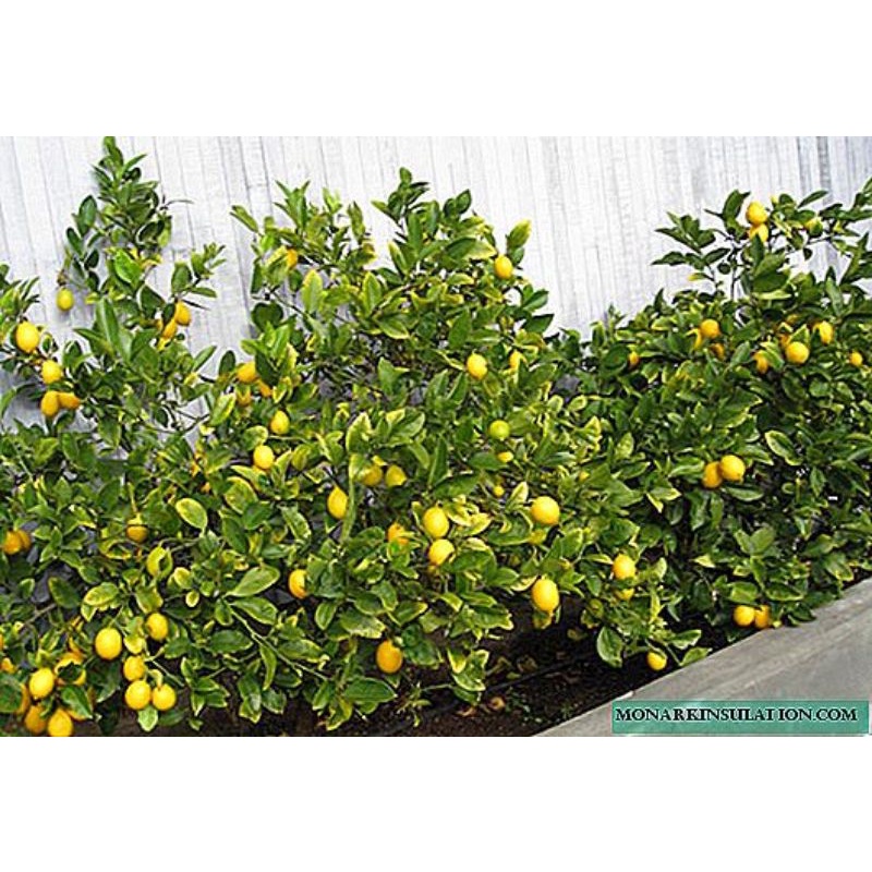 Anak Pokok Lemon Murah | Shopee Malaysia