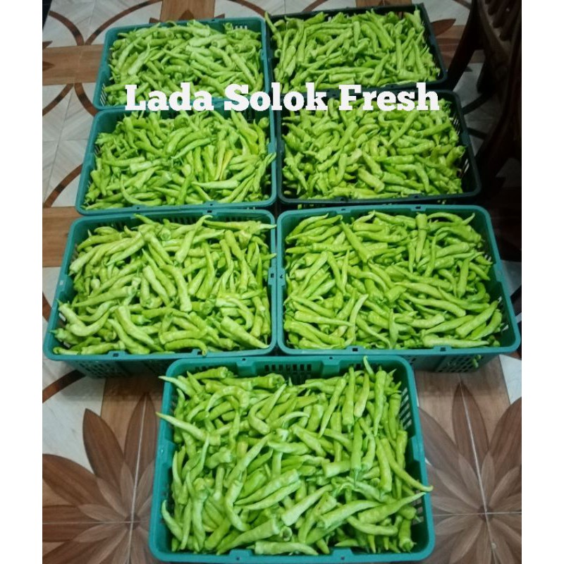 Lada Solok, Lada Hijau, Lada Fresh dari Ladang 5kg | Shopee Malaysia