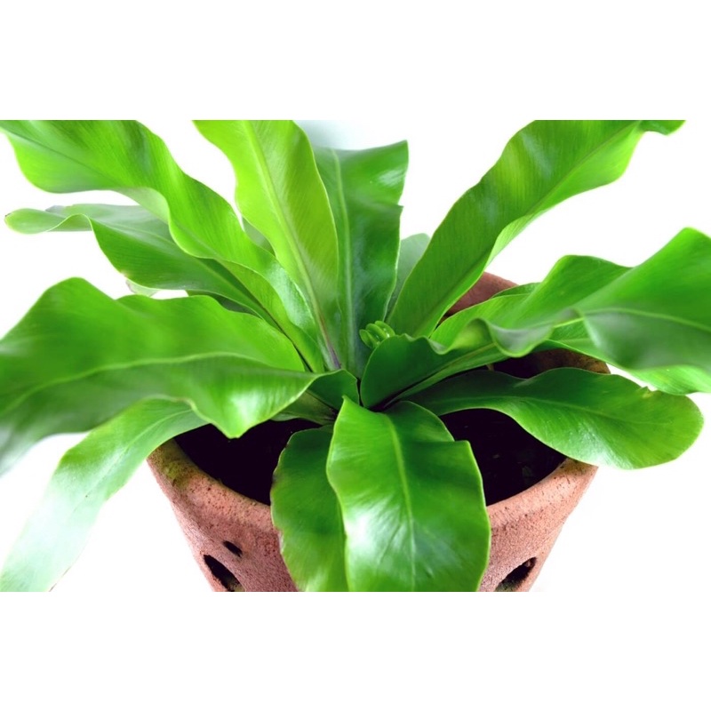 Pokok Langsuyar Semulajadi Dari Hutan / Bird Nest Fern / pokok langsuir ...