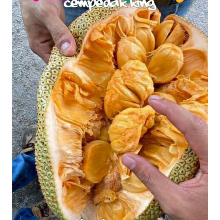 Pokok Cempedak King. | Shopee Malaysia