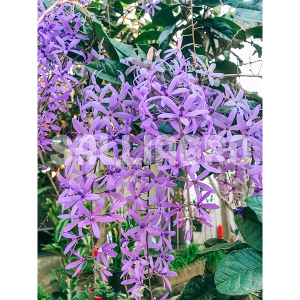 Pokok Sandpaper Vine | Sand Paper | Petrea Plant | Shopee Malaysia