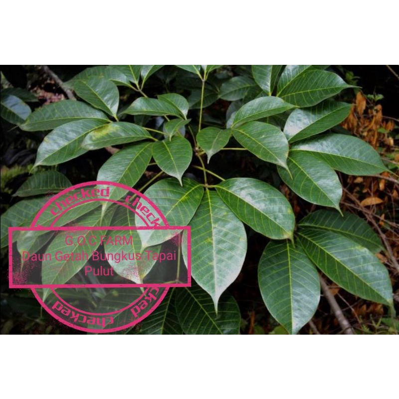 Daun Getah Bungkus Tapai Pulut Manis | Shopee Malaysia