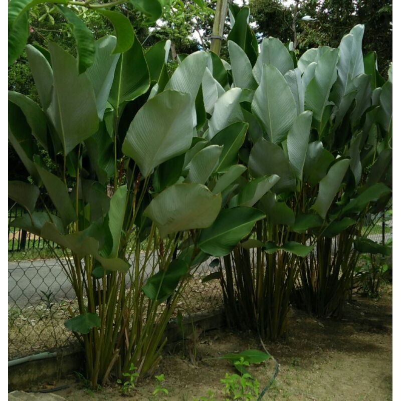 Pokok calathea lutea | Shopee Malaysia