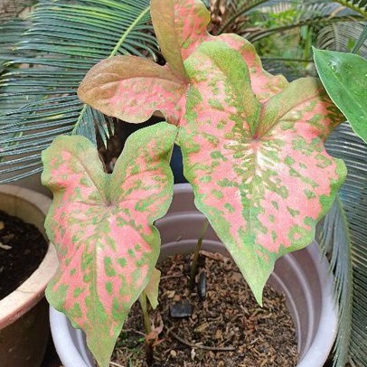 anak pokok keladi Butterfly, keladi tembikai, keladi ace of hearts ...