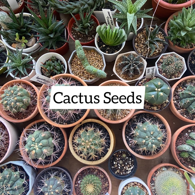 Cactus Seeds | Biji benih cactus | Shopee Malaysia