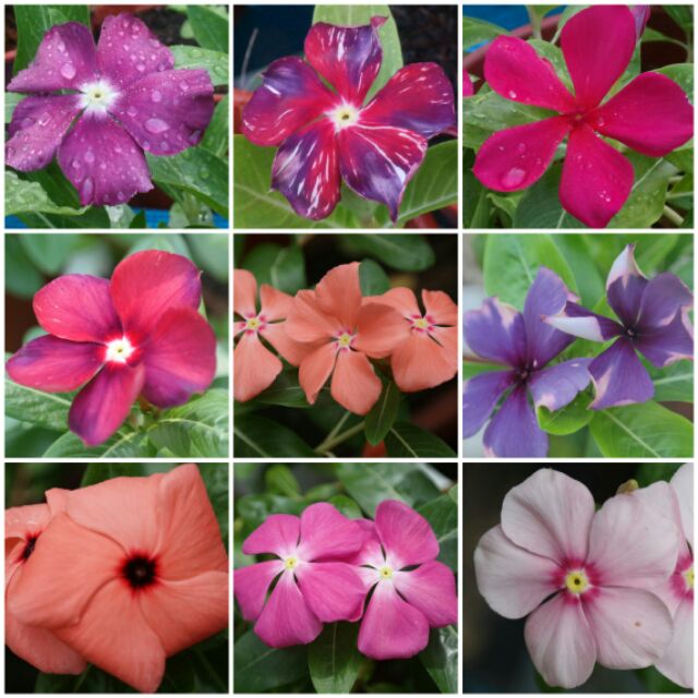 Mix Vinca Seeds (50seed) | Shopee Malaysia