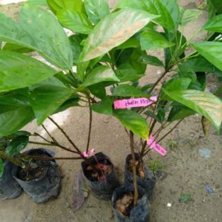Pokok Rambai Merah(Rare kawin/Grafted) | Shopee Malaysia