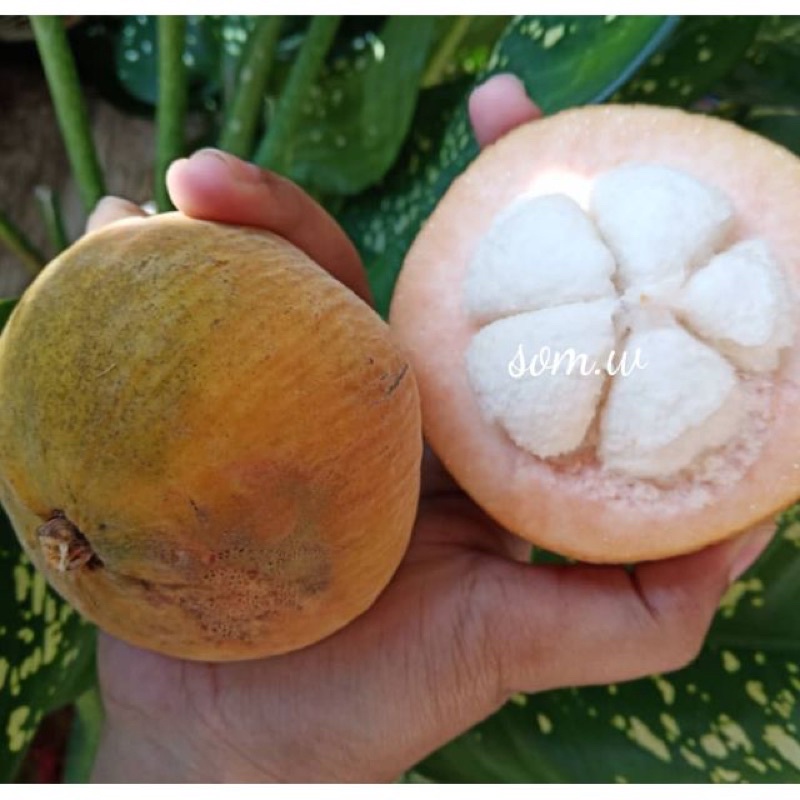 Anak Pokok Sentul/Setui Bangkok/Siam | Shopee Malaysia