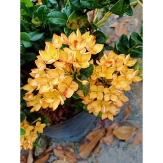 Pokok Bunga Ixora Thai Ixora Maui Red ixora oren merah kuning pokok ...