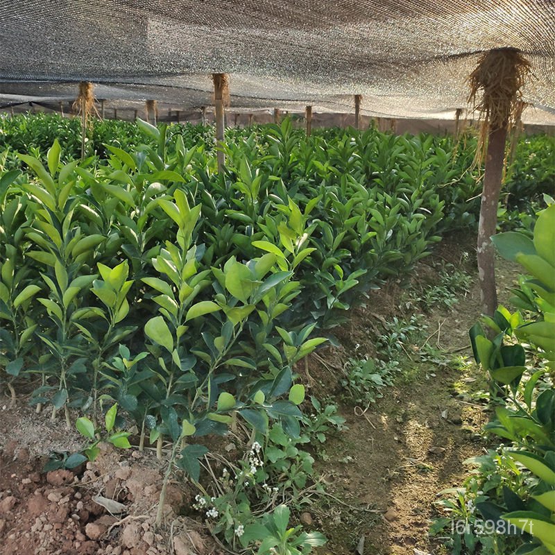 Gula Batu Oren Anak Pokok Gula Batu Citrus Grafting Oren Miao Chu Oren ...