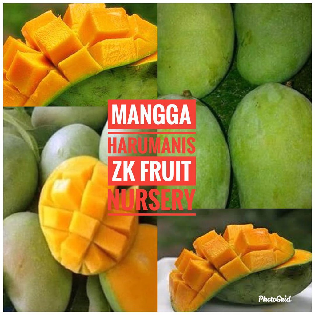 Anak pokok mangga harumanis cepat berbuah | Shopee Malaysia
