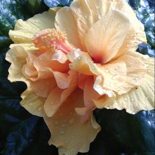 Pokok Bunga Raya ( bunga lebar) jenis hybrid | Shopee Malaysia