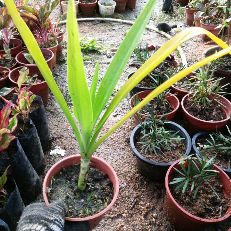 Pokok hijau kuning/pokok hiasan/pokok landscape | Shopee Malaysia