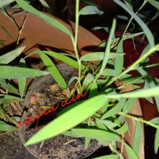 Buluh perindu (pokok- harga include pos utk sm) | Shopee Malaysia