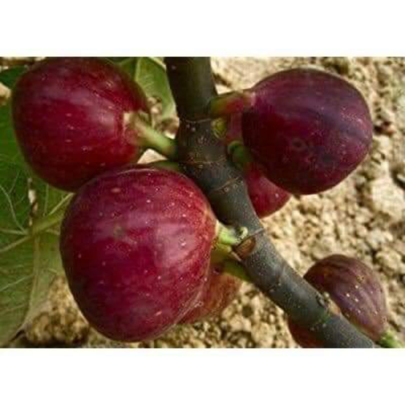 Pokok Buah Tin Fig Bo Ji Hong Real Plant Hotselling indoor Outdoor rare ...