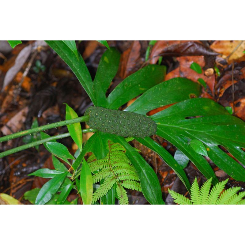 Ubat buah pingang Lasia spinosa pokok geli. sesuai jugak untuk yg suka ...