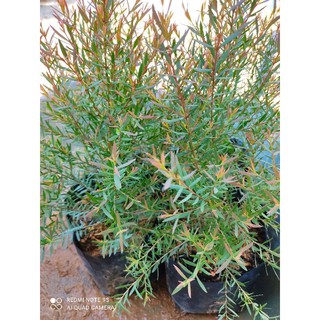 POKOK RHU WANGI (DAUN WANGI) | Shopee Malaysia