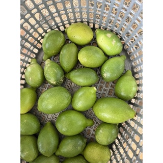 Limau Susu/Puting (3 biji) | Shopee Malaysia