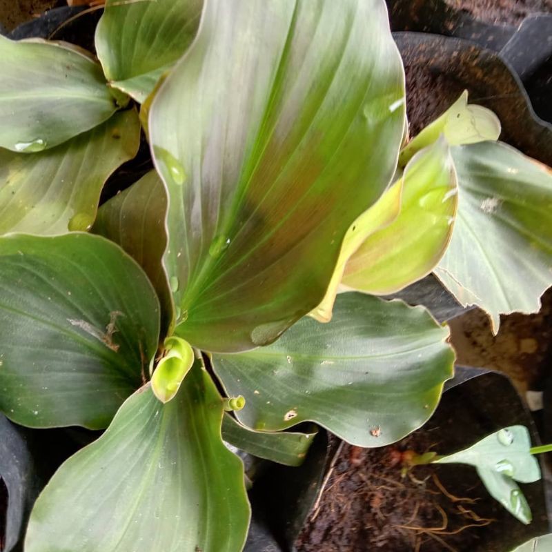Pokok cekur hitam. dalam polybag saiz 6x5 | Shopee Malaysia