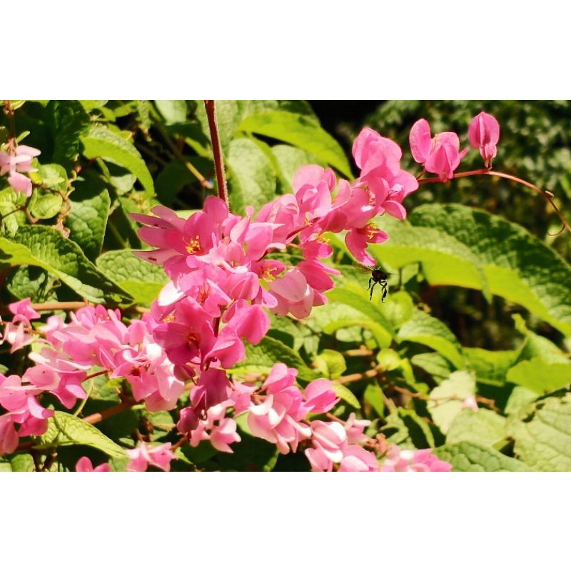 Anak Pokok Air Mata Pengantin Pink/ Antigonon/ Pokok Untuk Kelulut ...
