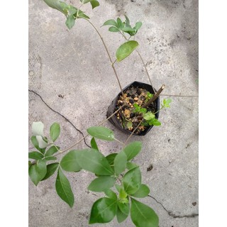 Lemuni , Pokok lemuni , Lemuni Putih , Pokok Lemuni Putih ( anak pokok ...