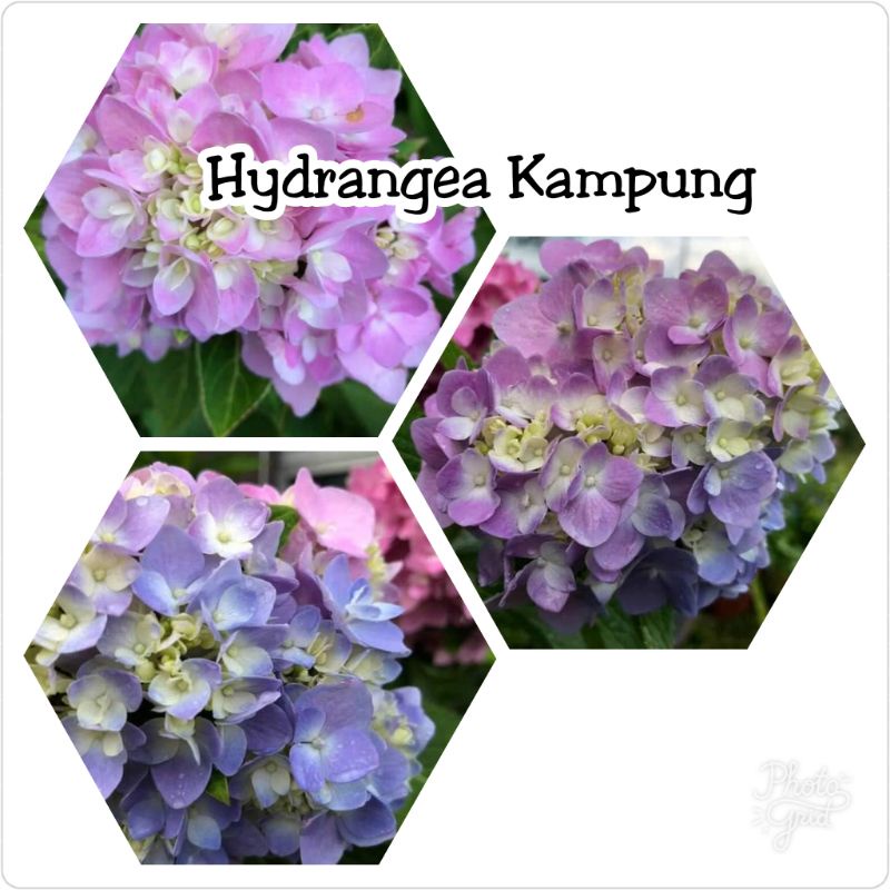 KKB Hydrangea, Bunga Siti Zubaidah, Bunga 3 Bulan, Cik Bedah Kampung ...