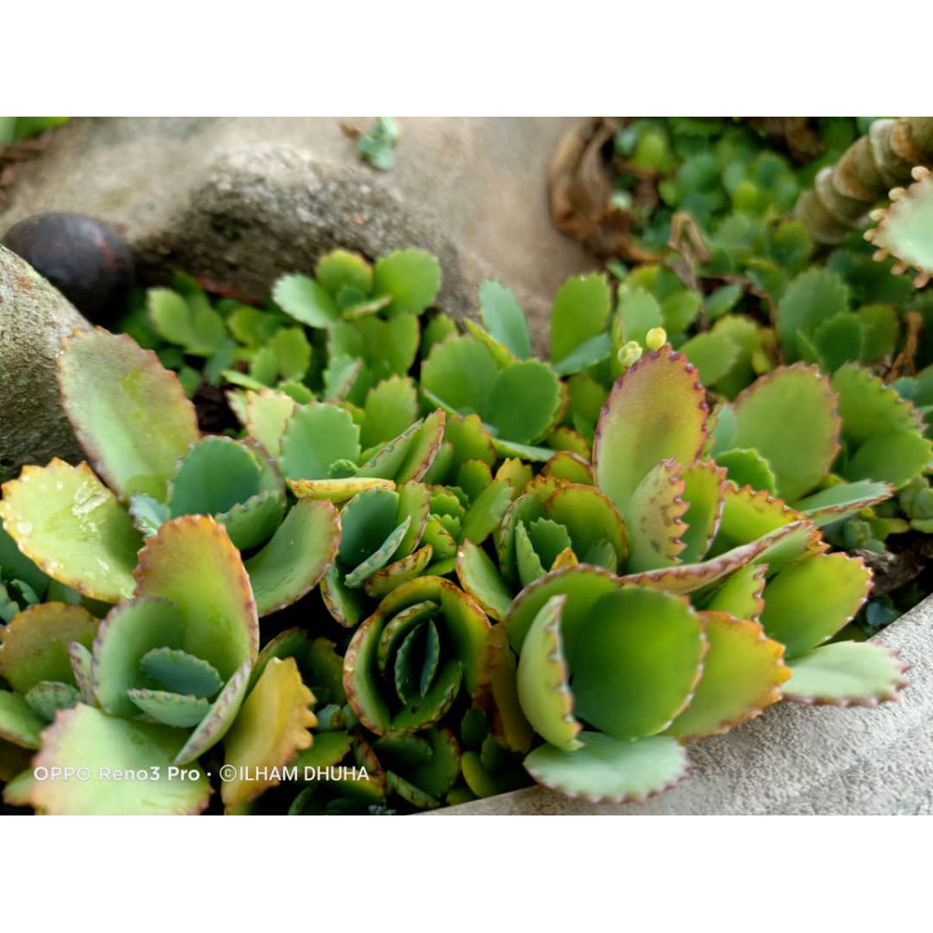 ANAK POKOK SETAWAR / POKOK SETAWAR / SETAWAR BESAR | Shopee Malaysia