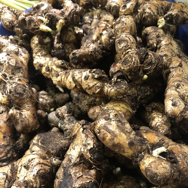 Lempoyang (zingiber zerumbet) | Shopee Malaysia