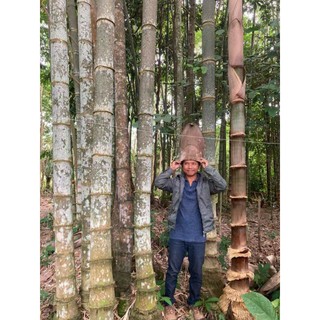 Buluh Betong / Dendrocalamus Asper | Shopee Malaysia