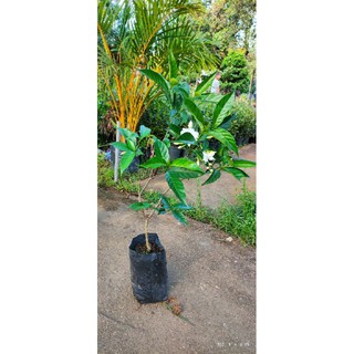 Pokok Bunga Susun Kelapa Harum dan Wangi | Shopee Malaysia