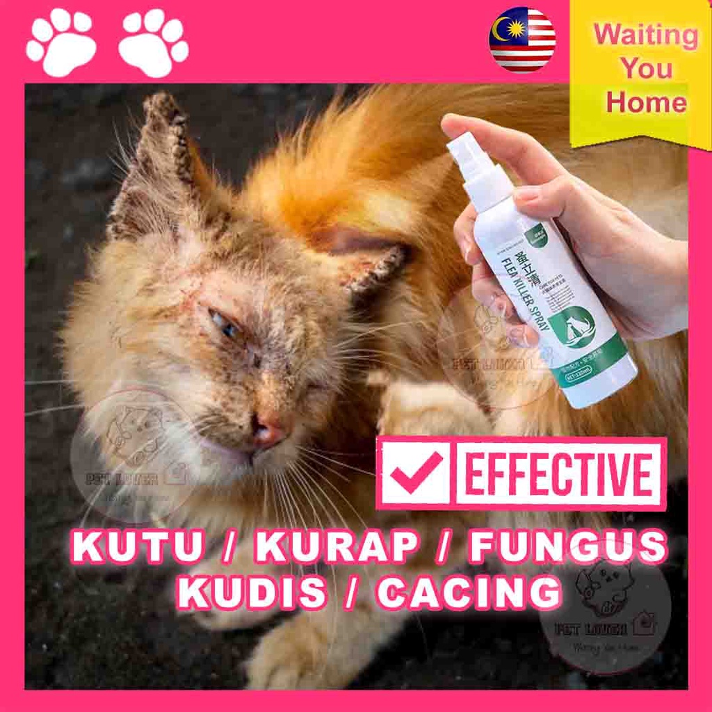 CATFLEA Ubat Kurap Kucing Paling Mujarab Spray Kurap Ubat Gatal Fungus ...
