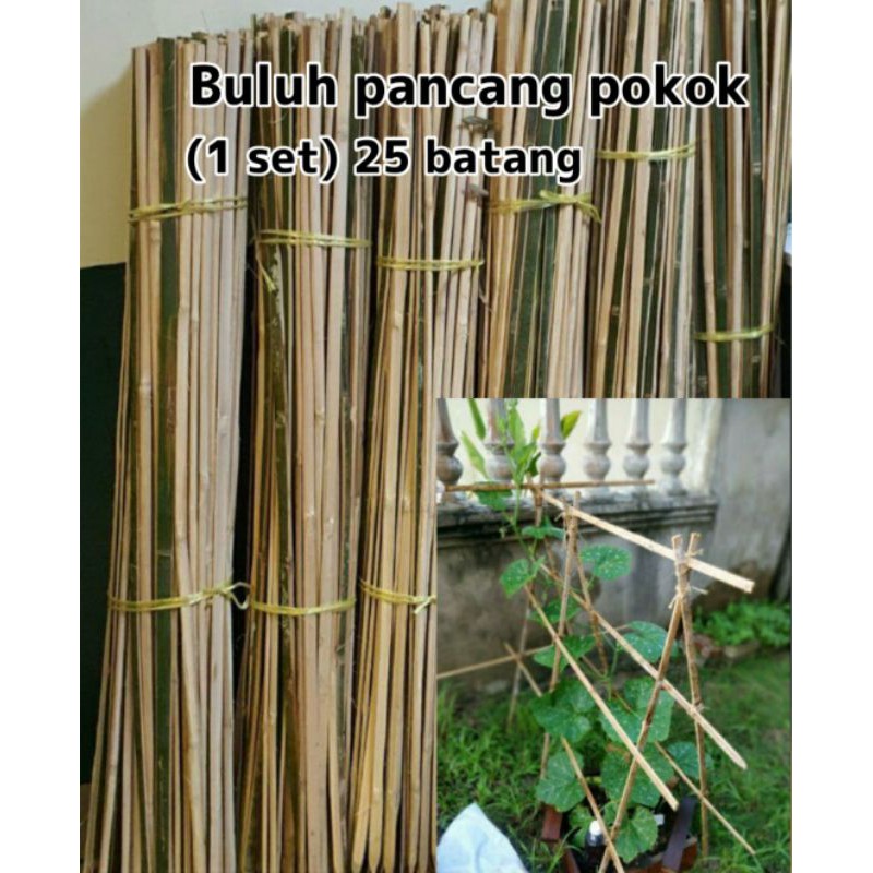 BULUH PANCANG POKOK 1 SET 25 BATANG/BAMBOO PLANTS STAKES | Shopee Malaysia