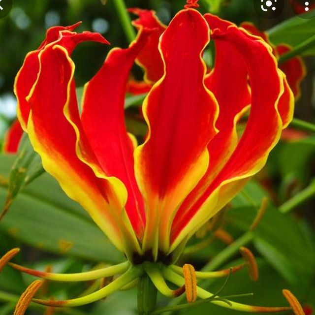 Flower and Herb's Live Plants, Online Shop | Shopee Malaysia