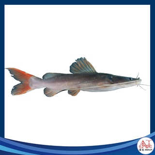 Asealot Aquaculture, Online Shop | Shopee Malaysia