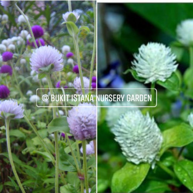 Combo - Anak Pokok Bunga Butang Warna Lite Purple dan Putih (Organik ...