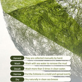 Roasted Gamtae Seaweed 20/30 sheets Ecklonia Cava | Shopee Malaysia