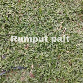 Serba Kimia Baxter Herbicide/ RacunRumput/ Tahi Kerbau, Rumput Pait ...