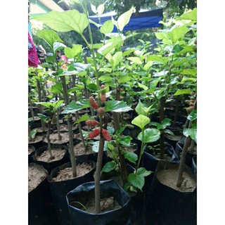 PEMBEKAL DAUN POKOK MULBERI MULBERRY 1KG | Shopee Malaysia