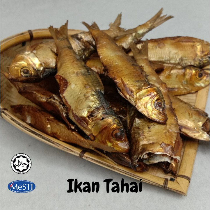 IKAN TAHAI LAWAS (TAMBAN) | Shopee Malaysia