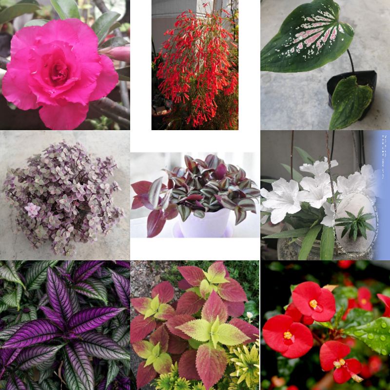 Keratan bunga / caladium/ bunga Firecracker / Aglaonema / ati2 ...