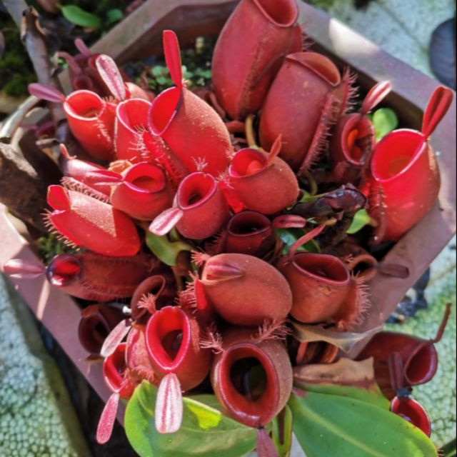 Nepenthes ampullaria red | Shopee Malaysia