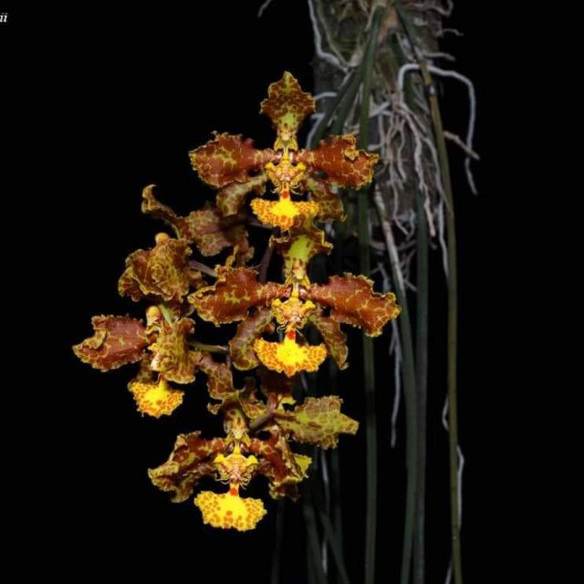 trichocentrum (oncidium) stacyi | Shopee Malaysia