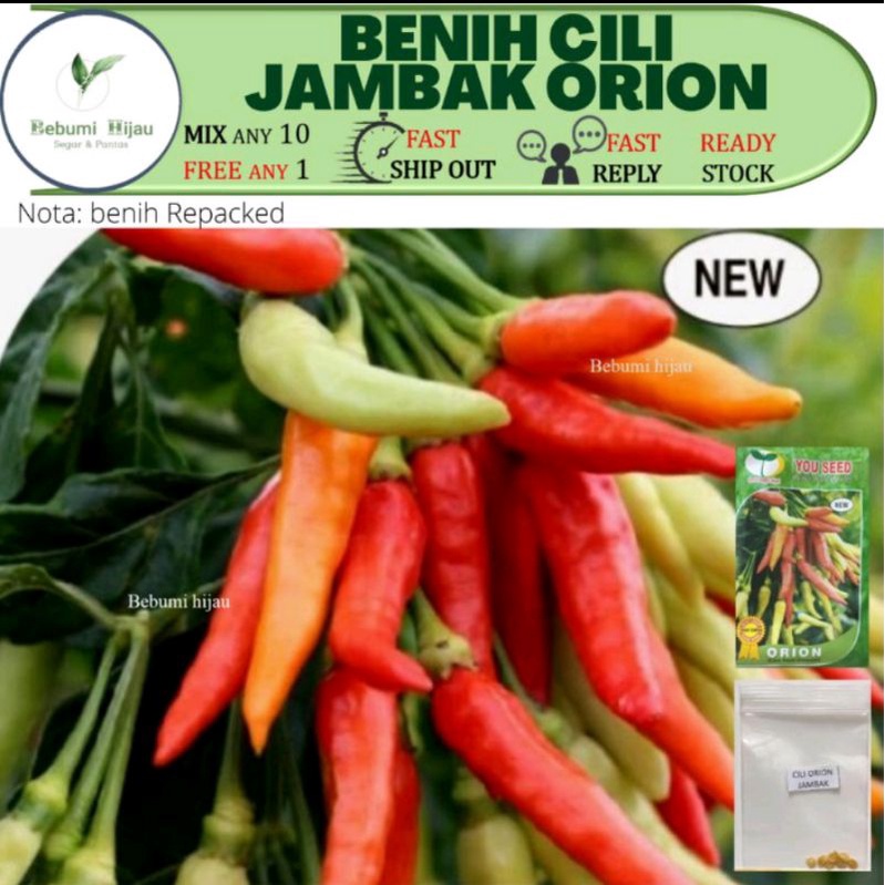 7 biji benih CILI ORION seeds | Shopee Malaysia