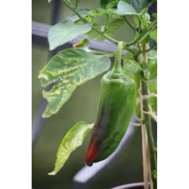 lada besar yido lada besar gemuk | Shopee Malaysia