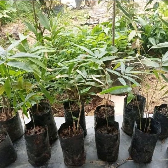 BENIH POKOK BULUH LEMANG..pokok rare & stabil. | Shopee Malaysia