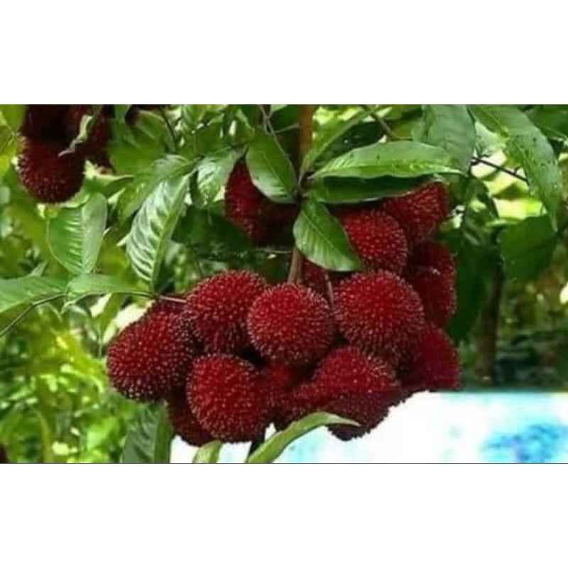 Pokok Pulasan Hybrid murah | Shopee Malaysia