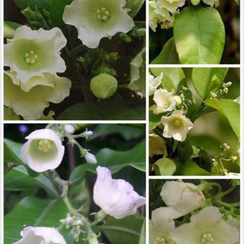 pokok bunga kesidang jumbo thai | Shopee Malaysia